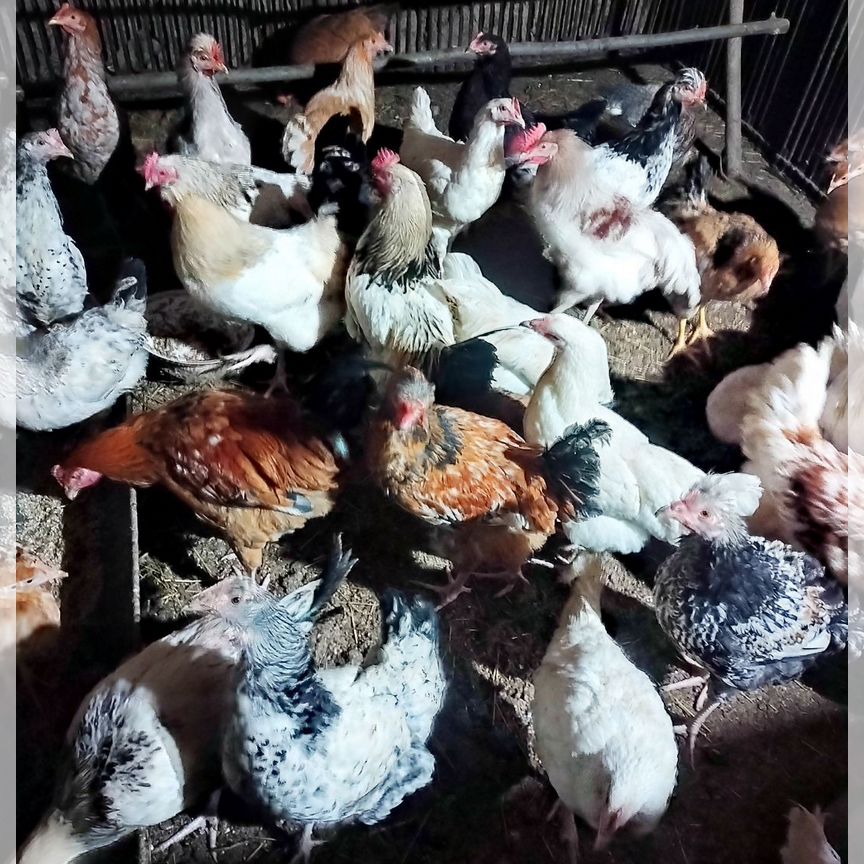 Молодые петухи