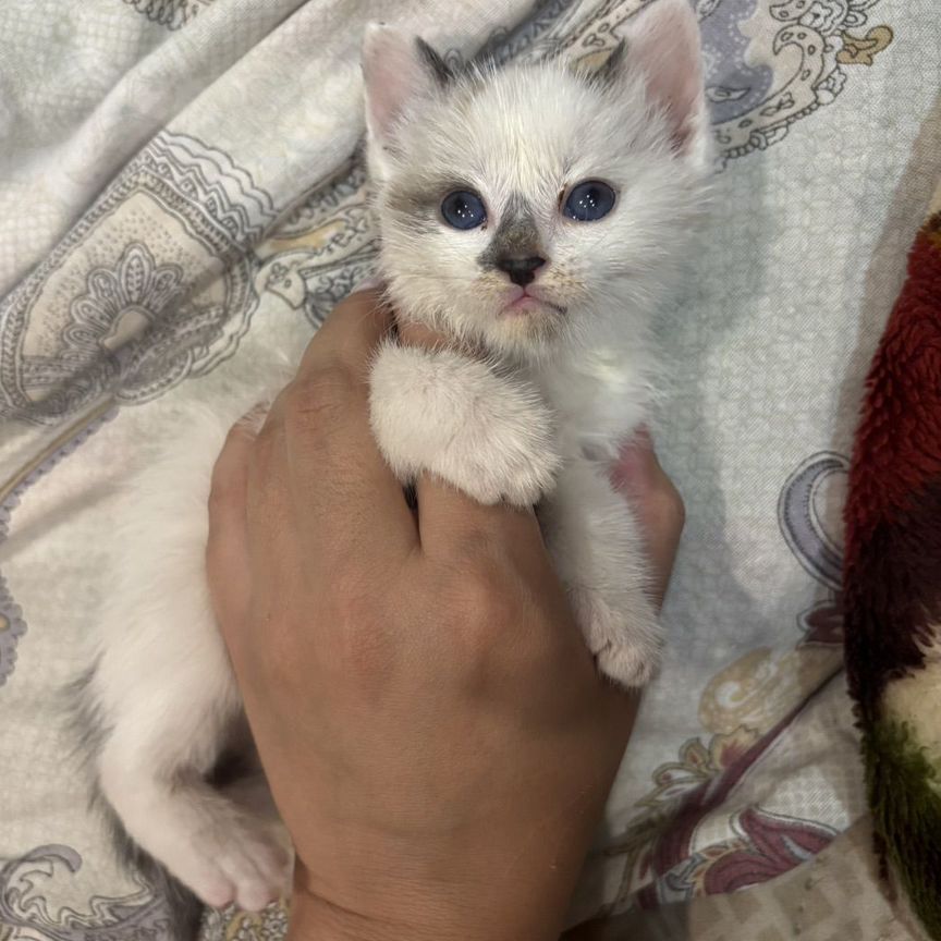 Котята в добрые руки бесплатно