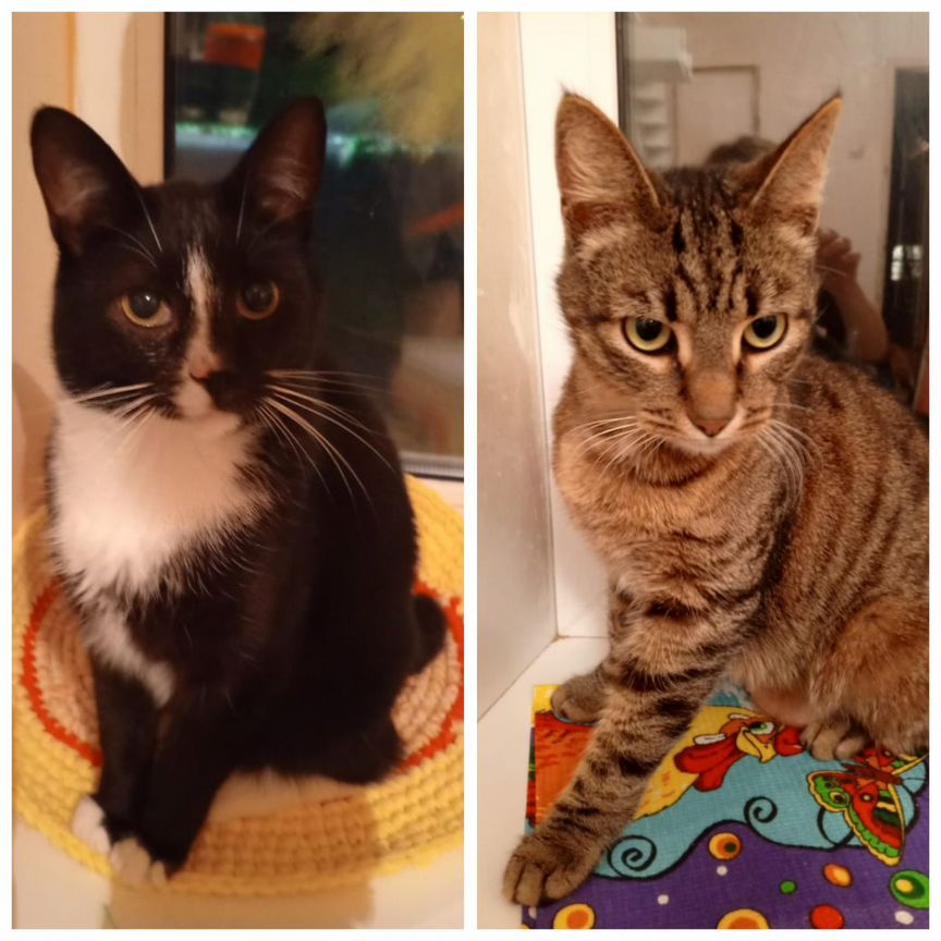 Котики ищут дом