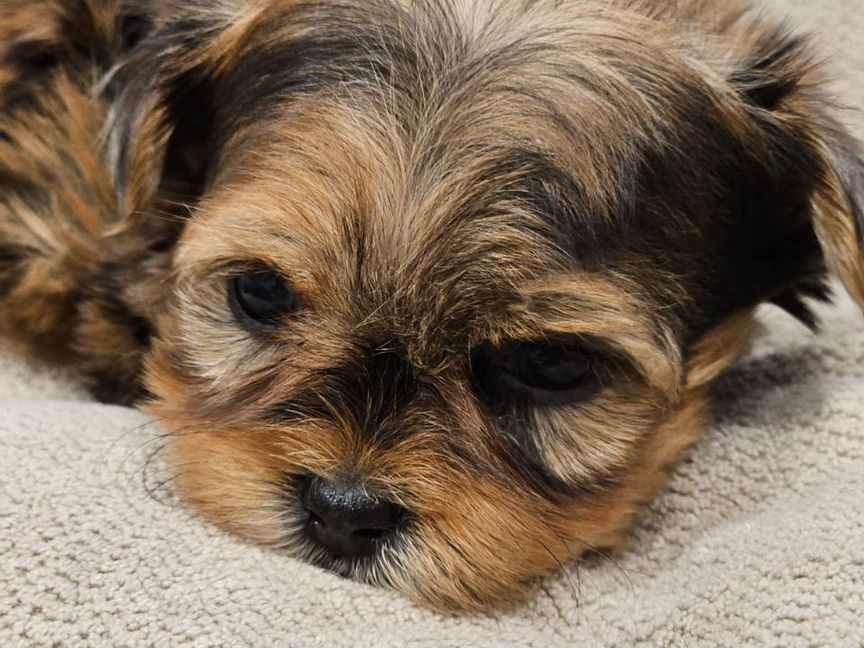 Мальтипу f1 мини