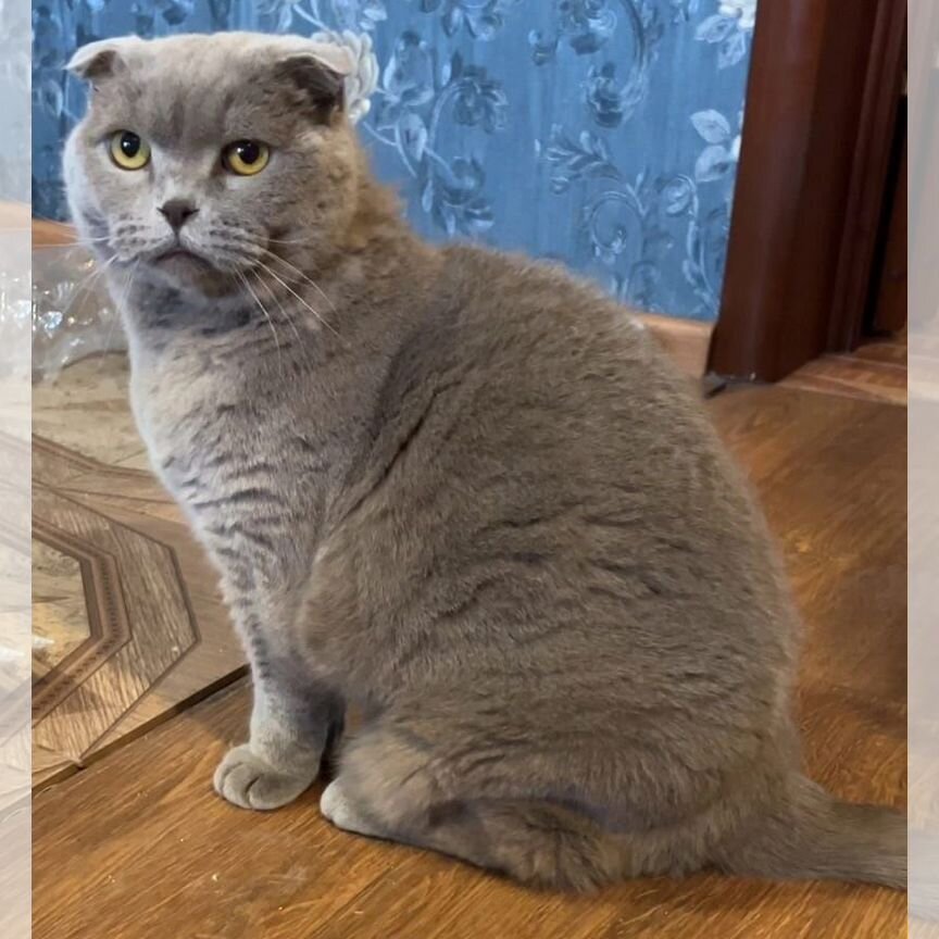 Кошки