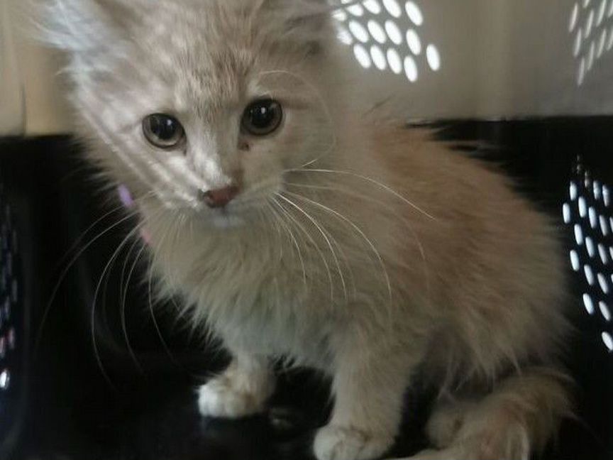 Котёнок Шафран, 3 месяца ищет дом