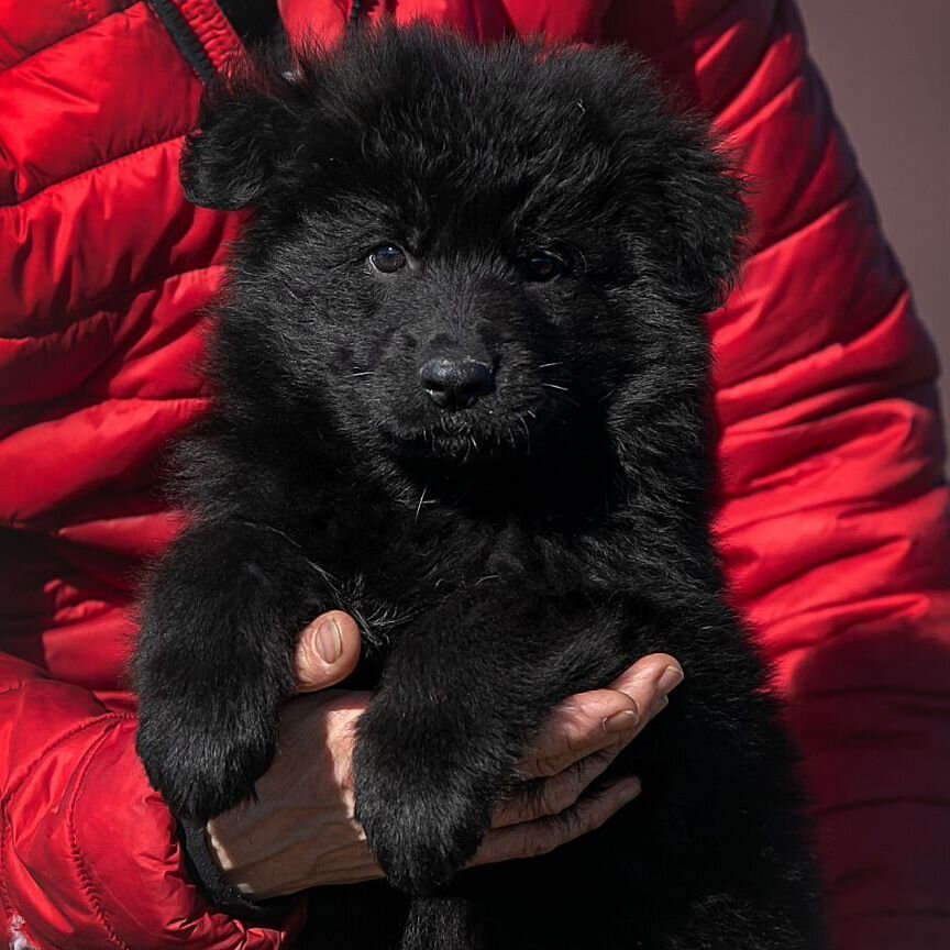 Немецкая овчарка, щенок