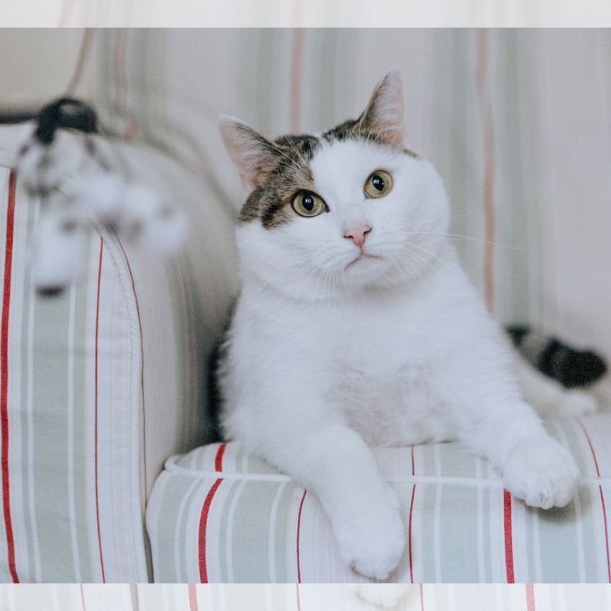 Взрослый кот в добрые руки