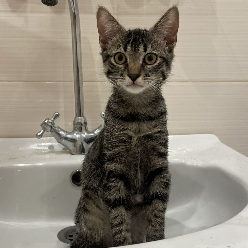 Ласковый котенок в добрые руки