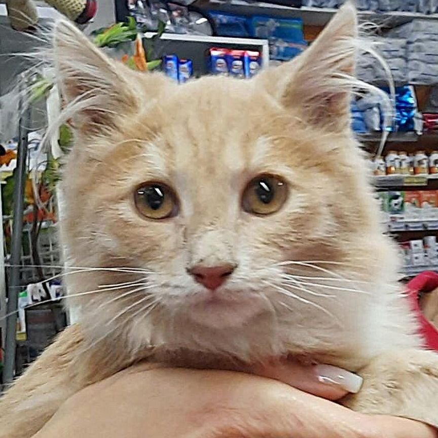 Котёнок в добрые руки