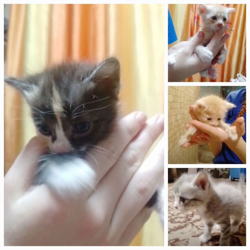 Котята в добрые руки