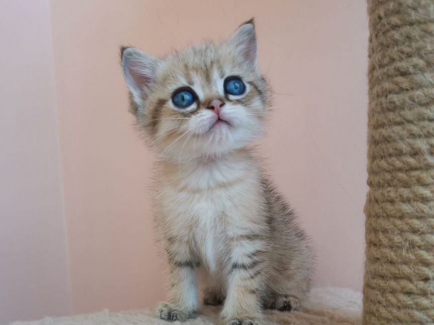 Мечтательныц тигруня