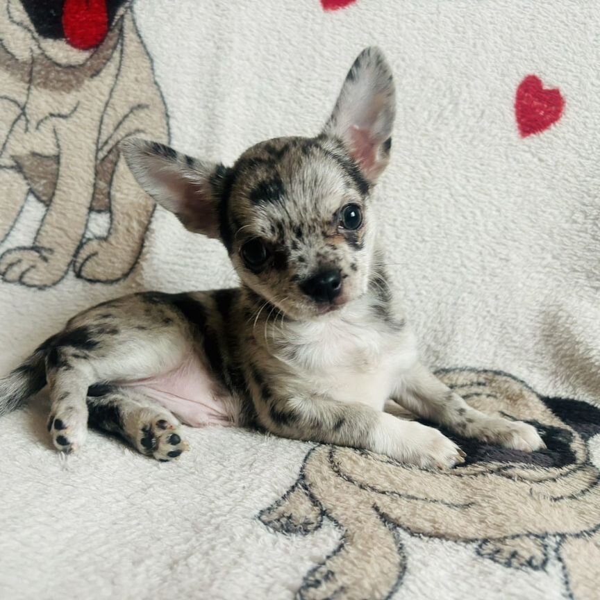 Мальчик мерле