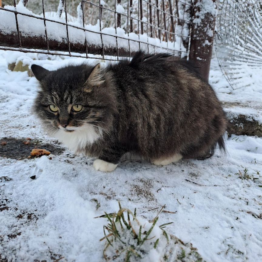 Кошка в добрые руки