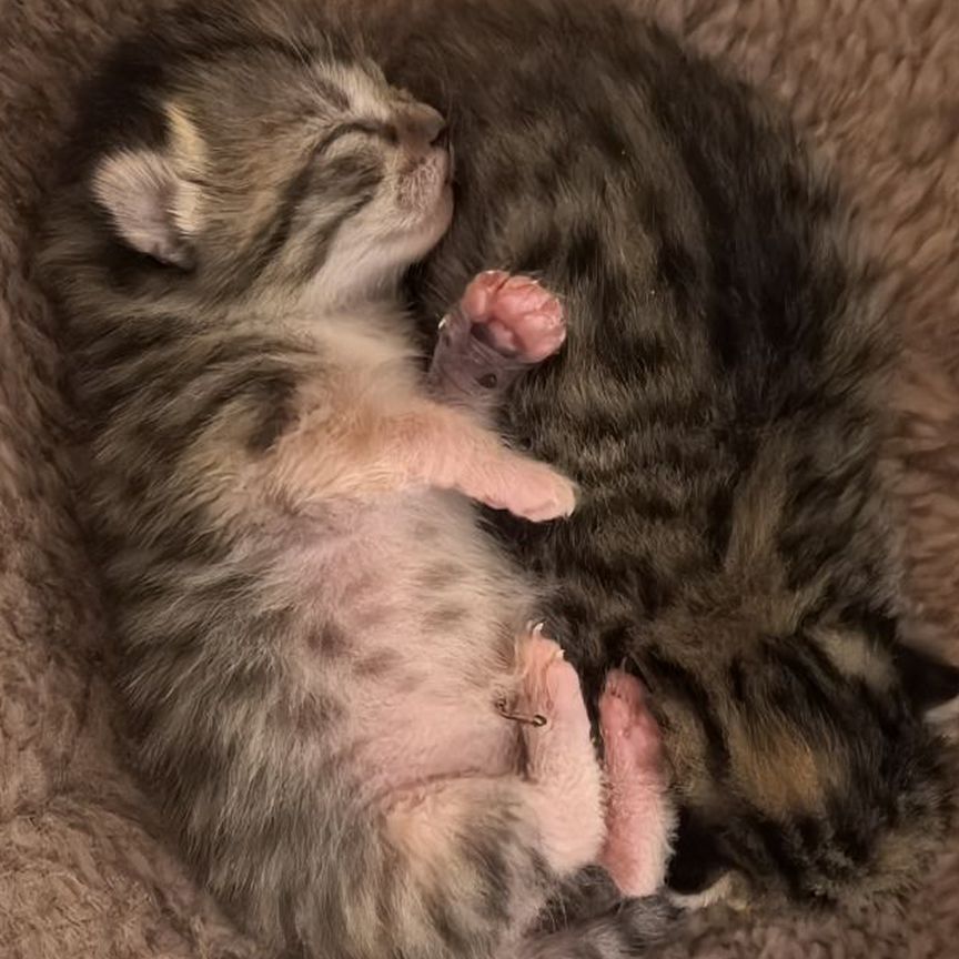 Шотландский вислоухий короткошёрстный котёнок