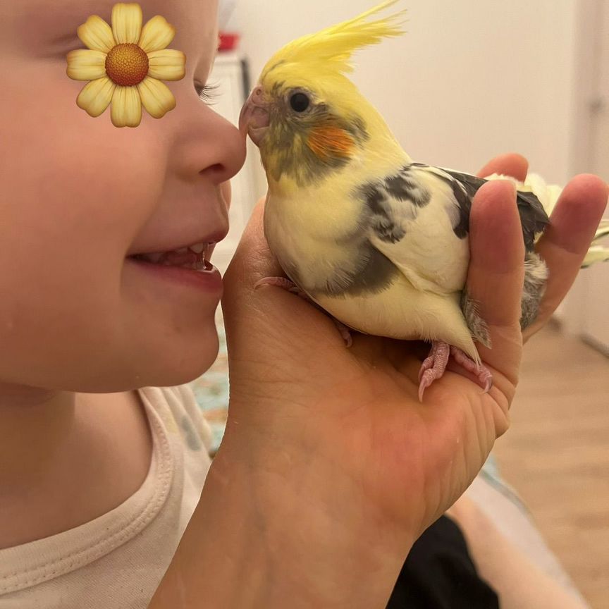 Ручной птенец колеллы не из питомника