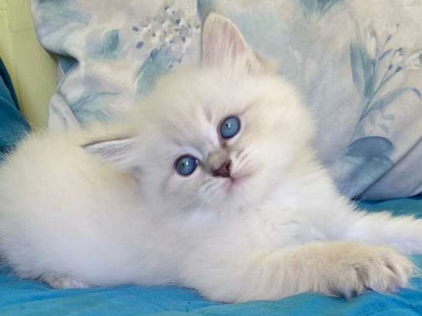 Невская маскарадная