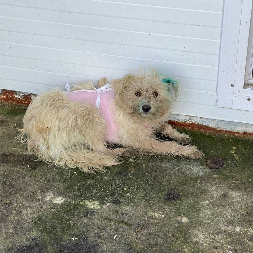 Балонка в гос.приюте. Необходим дом