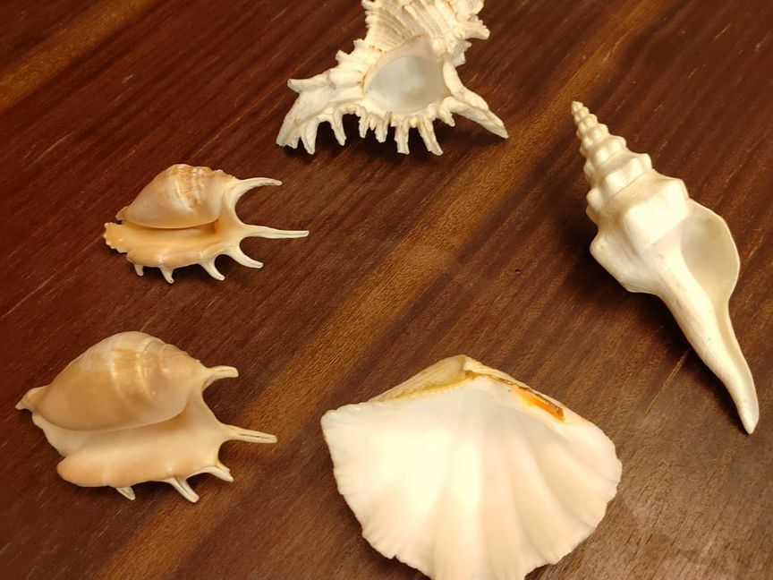Ракушка средние морские