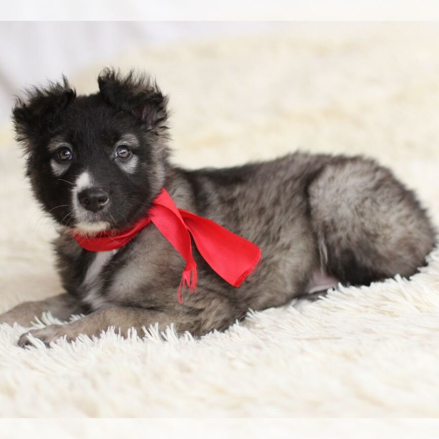 Щенок в добрые руки