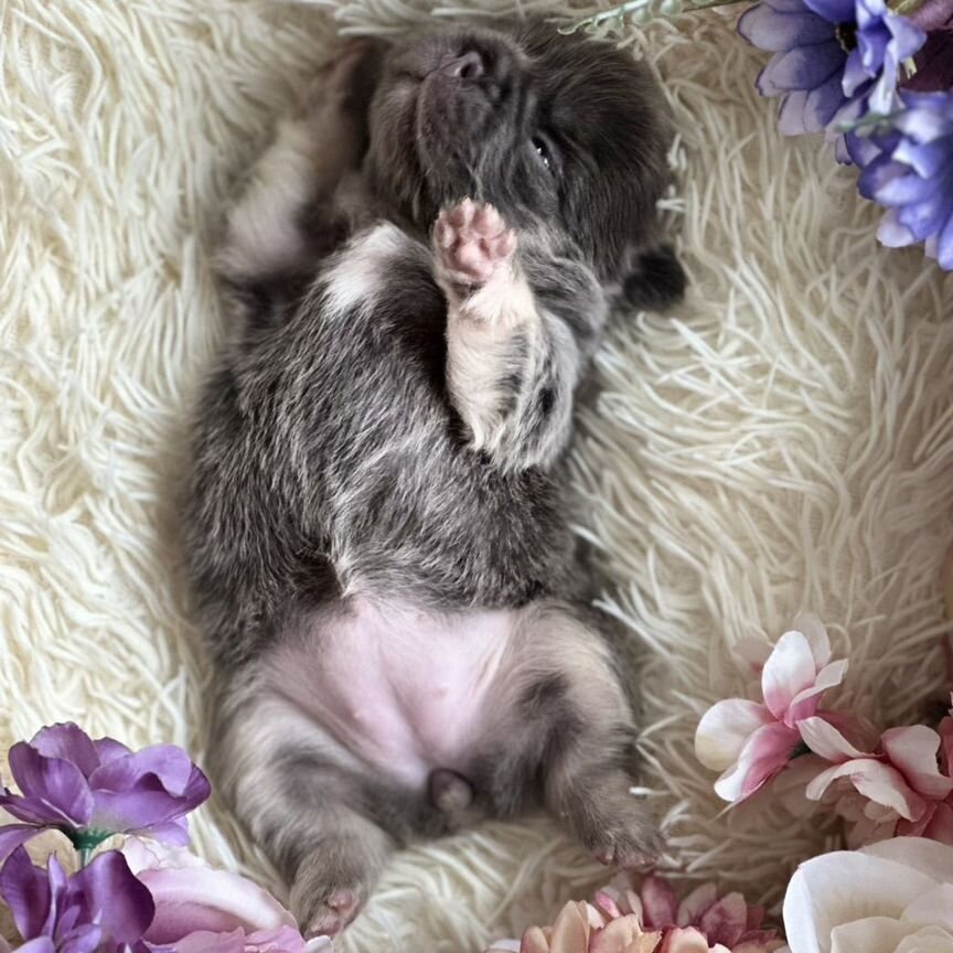 Французский бульдог, щенок