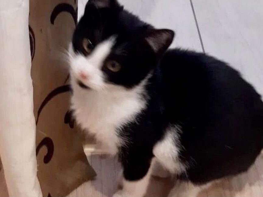 Котенок пингвиненок