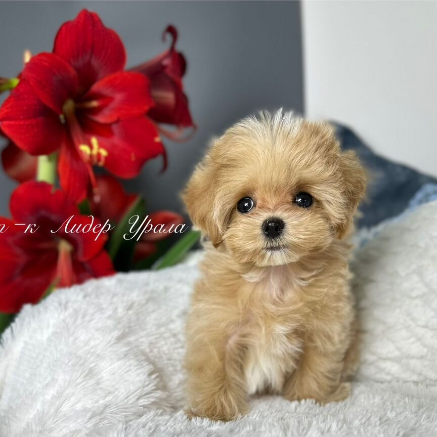 Мальтипу микро бебифейс