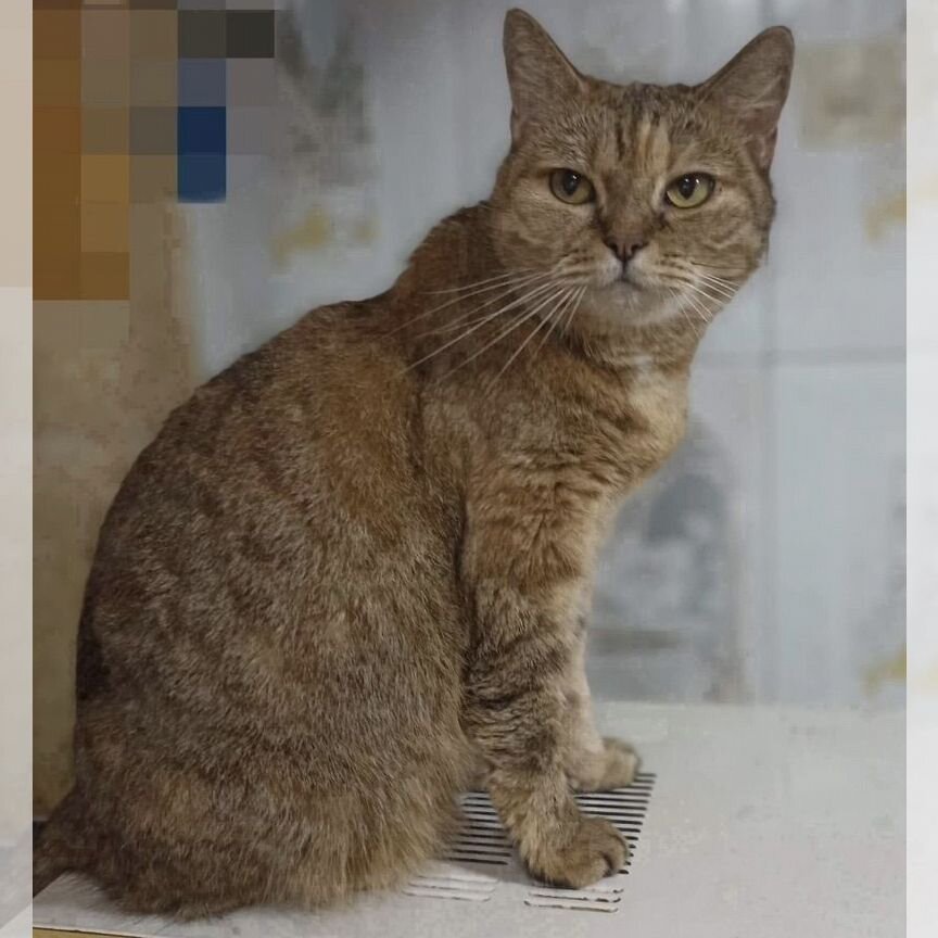 Взрослая, кошка в добрые руки