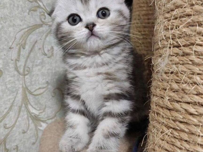 Шотланские котодетки