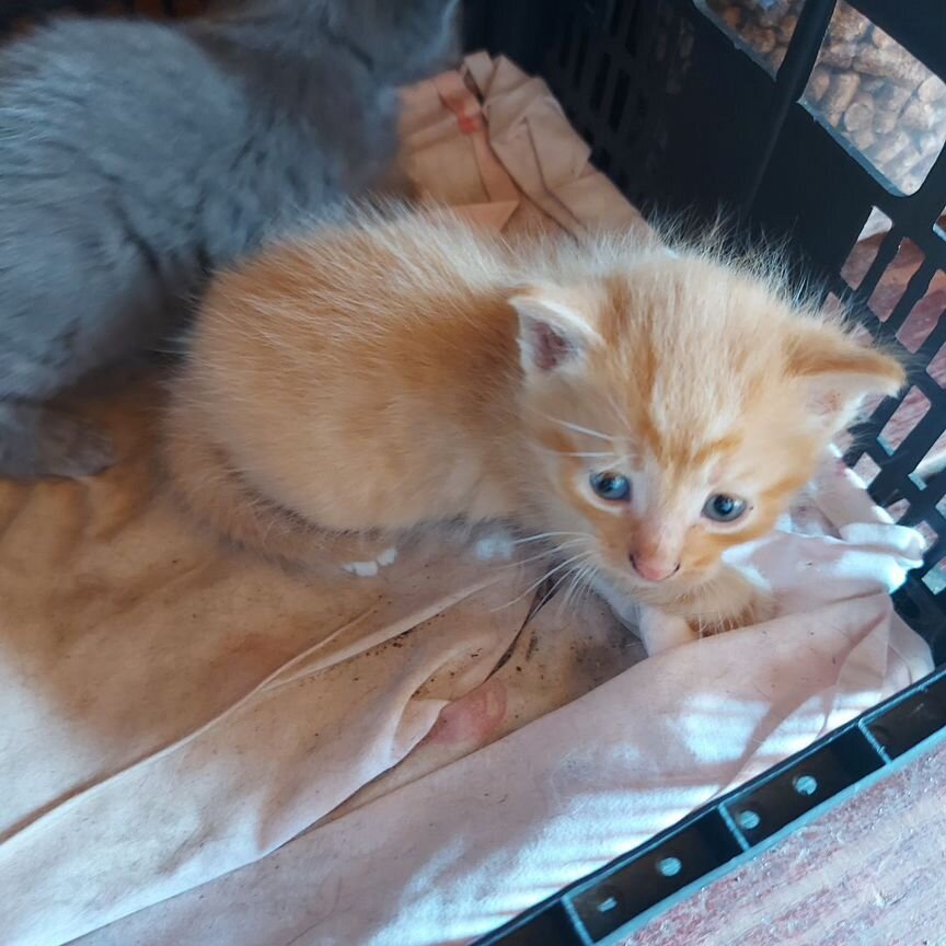 Котёнок в добрые руки