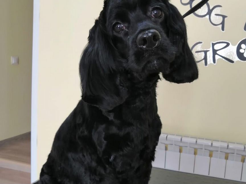 Кокер спаниель вязка