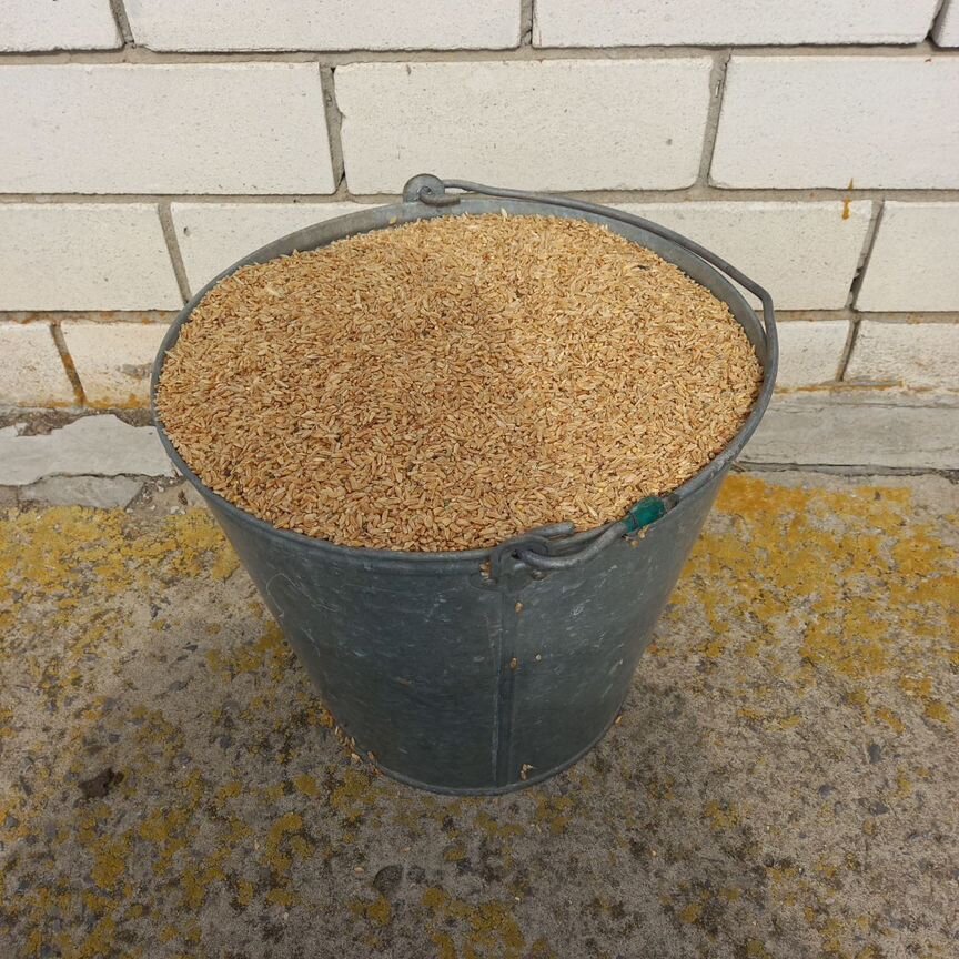 Зерно мелкое