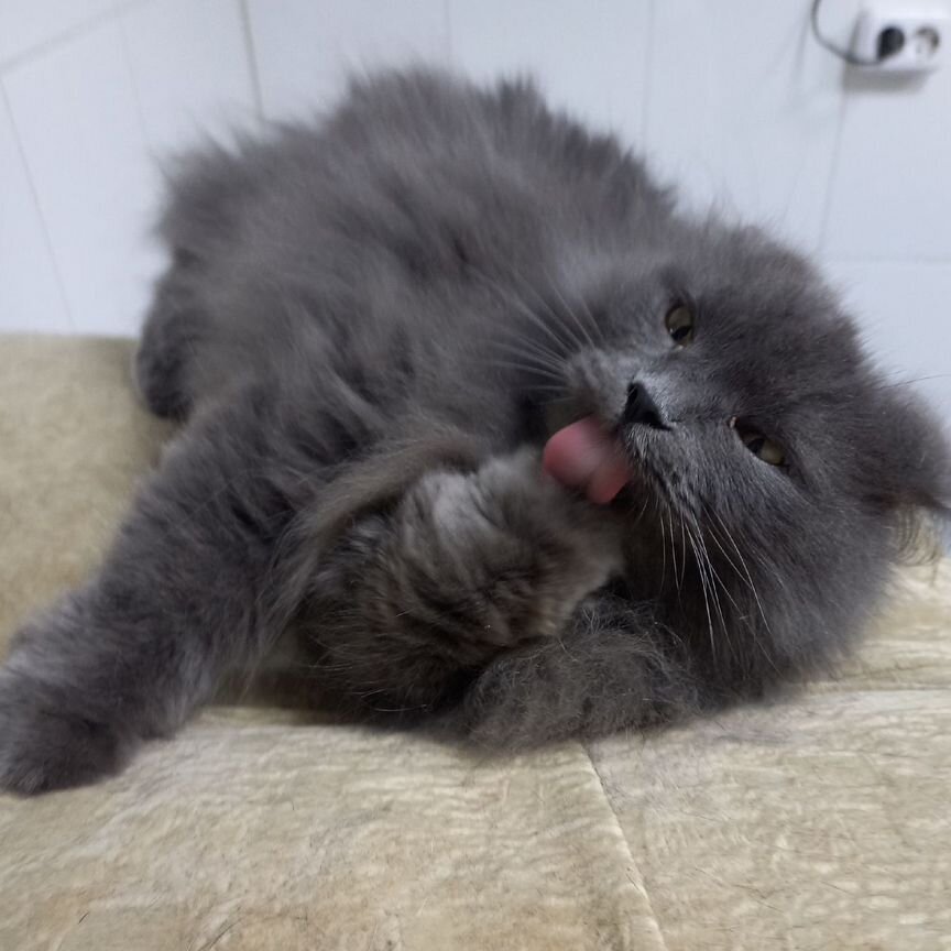 Взрослая кошка в добрые руки