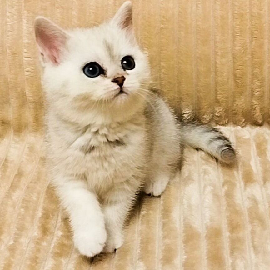 Британский короткошёрстный котёнок