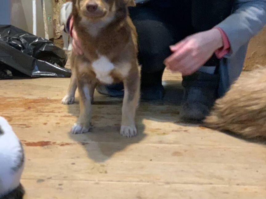 Маленькая собачка Соня