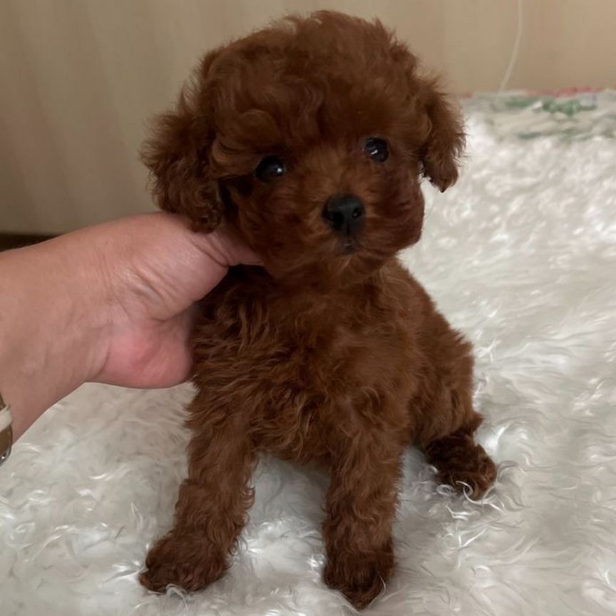 Пудель, щенок