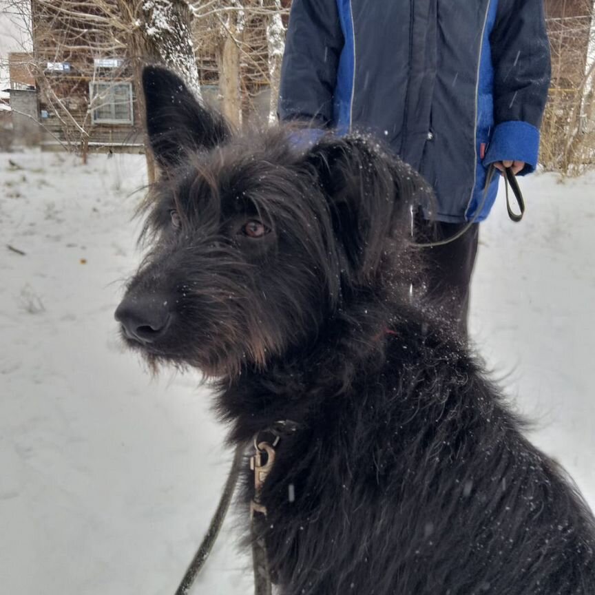 Песик в добрые руки