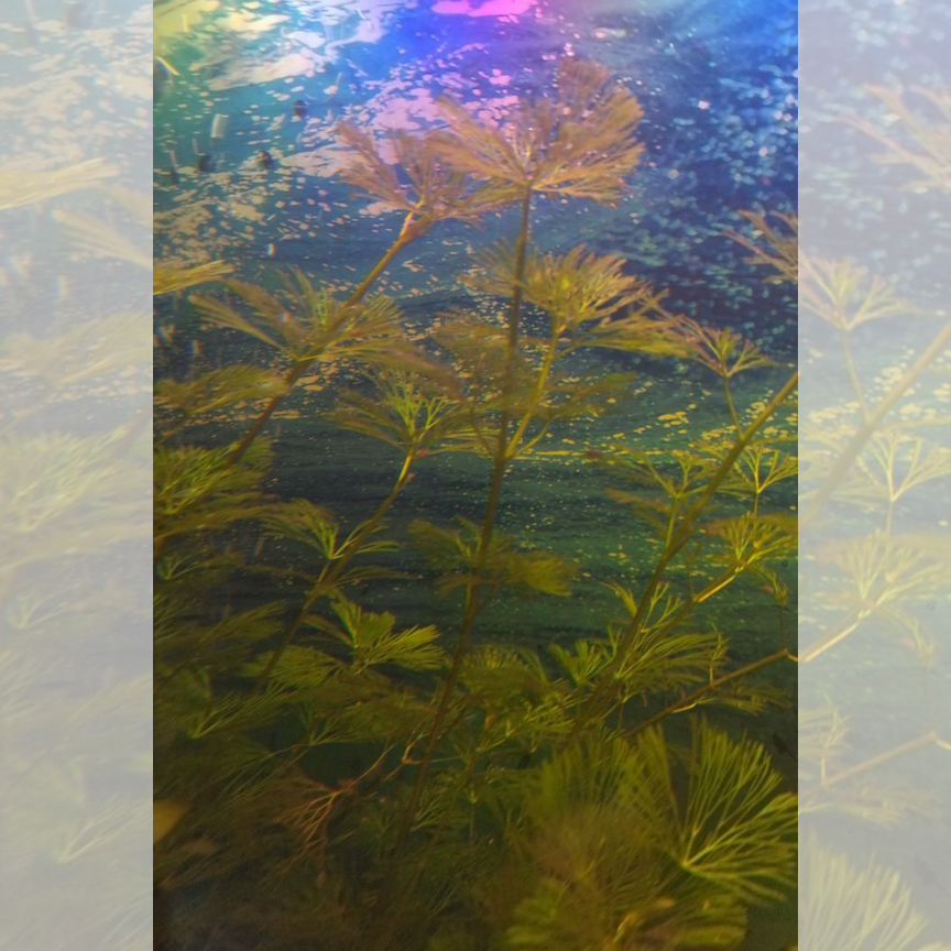 Аквариумные растения