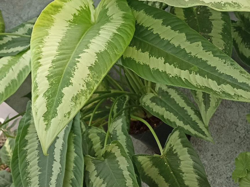 Шизматоглоттис