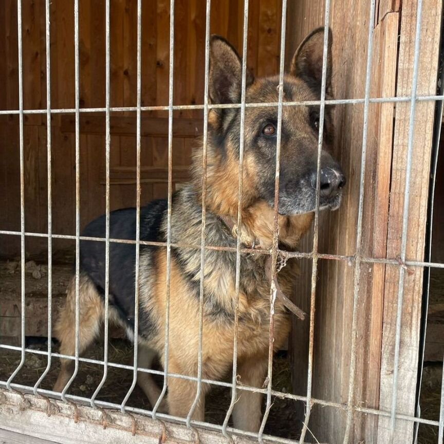 Собака немецкая овчарка