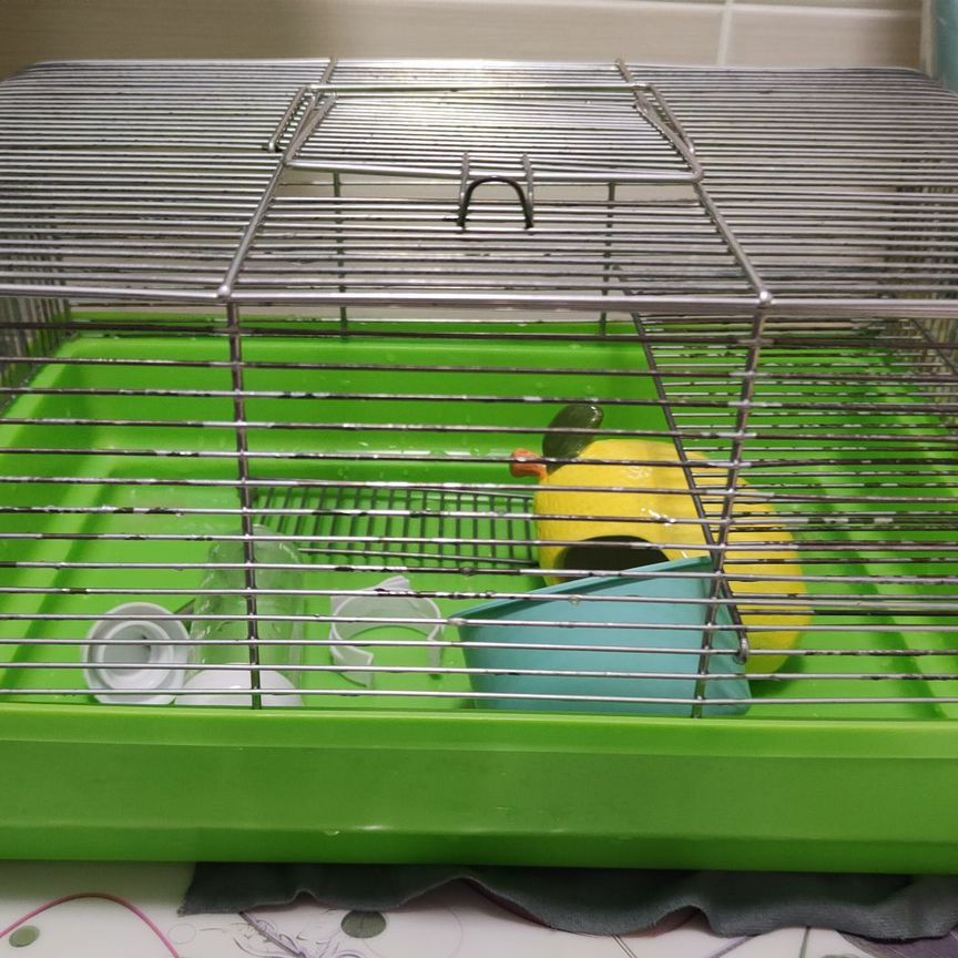 Клетка для хомяка бесплатно