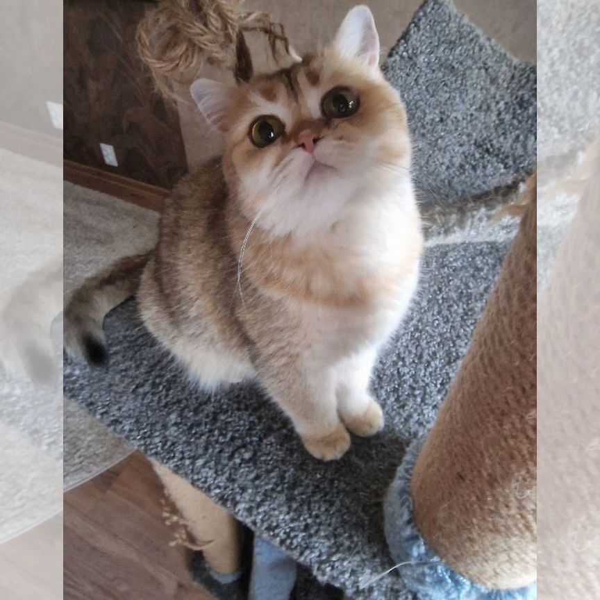 Домик для кошек