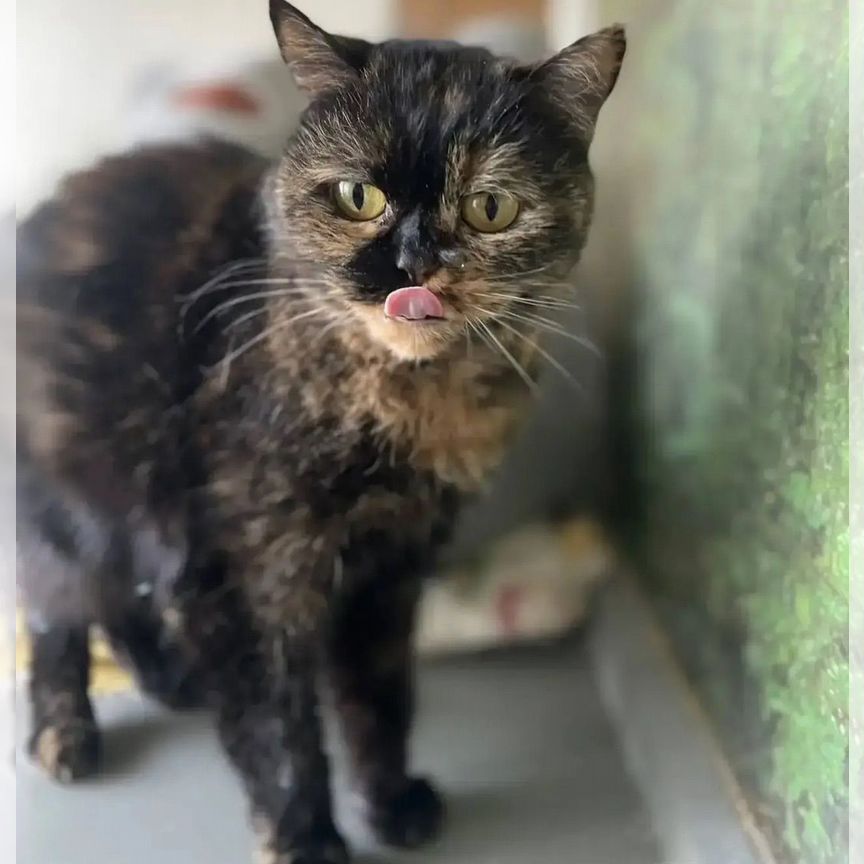 Взрослая, кошка в добрые руки