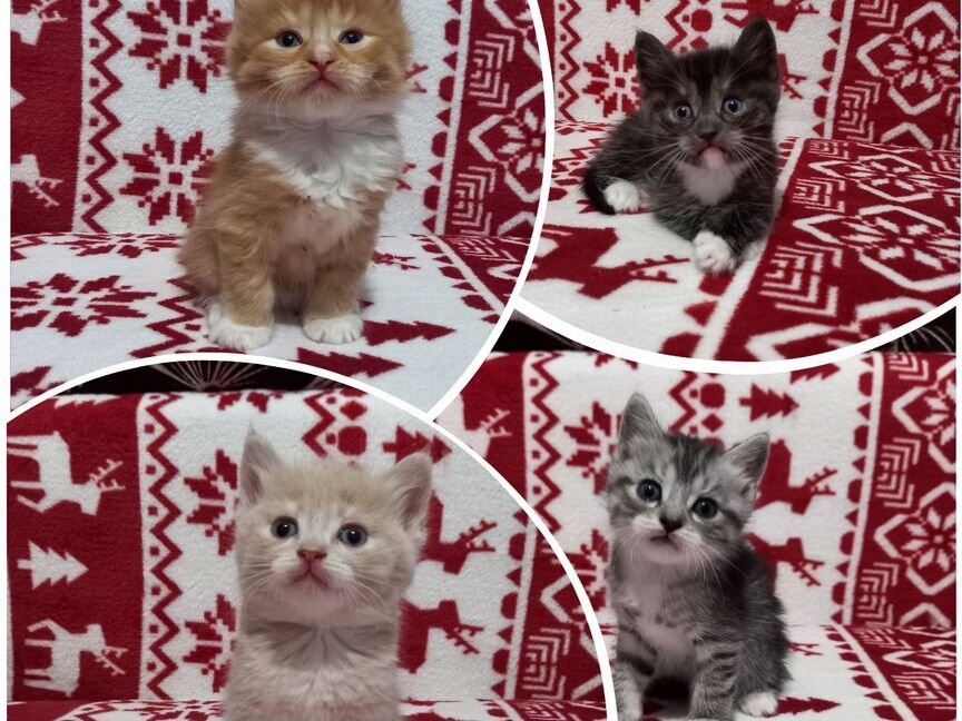 Котята