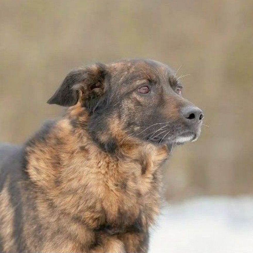Шикарный Барни ждёт вас в Лесном приюте