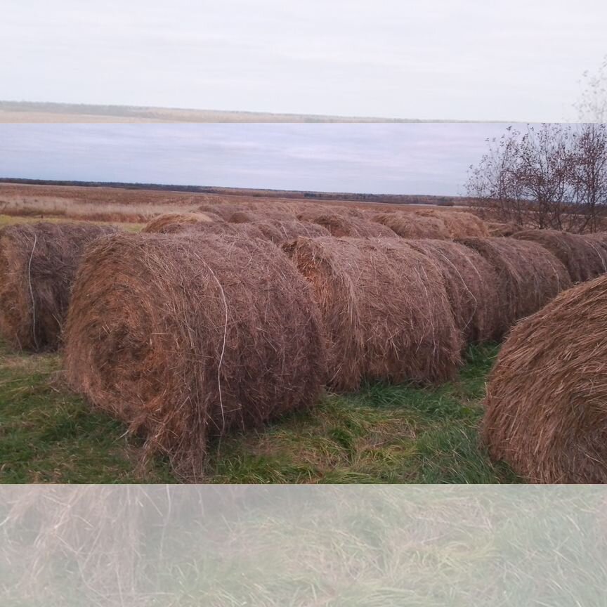 Продам сено в рулонах