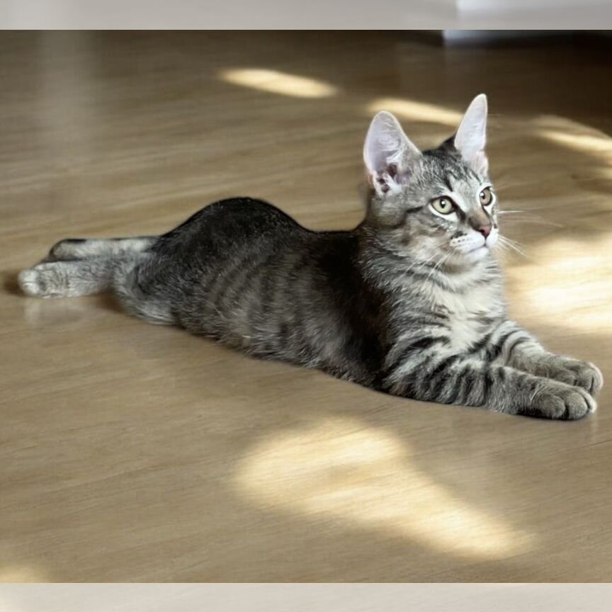 Ушастик котенок Тимоша ищет дом