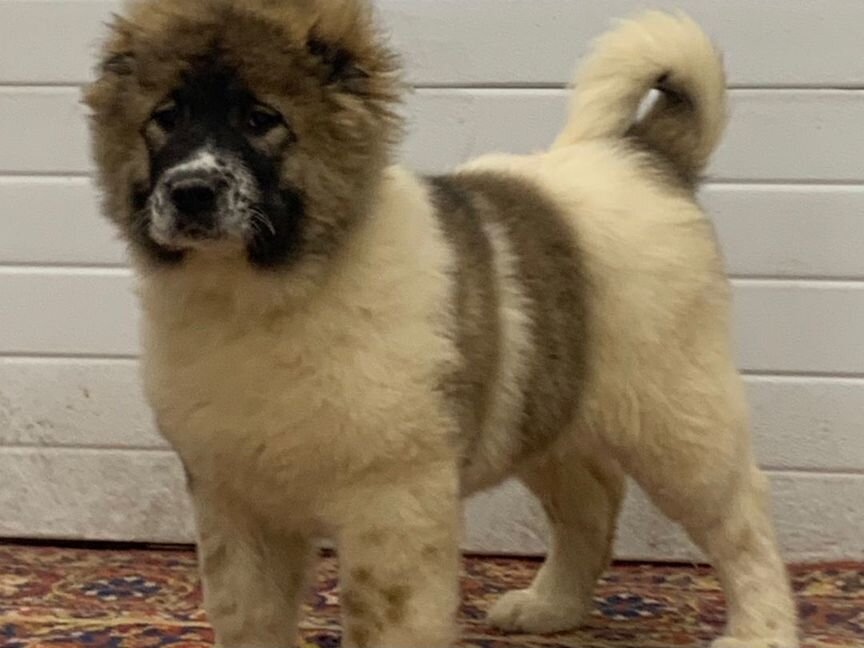 Щенки кавказской овчарки