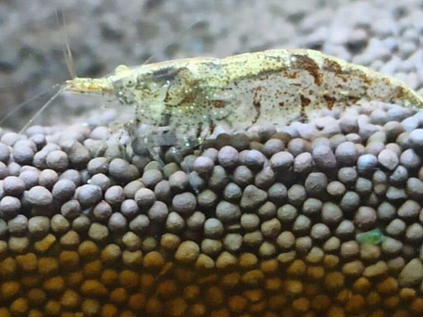 Креветки амано