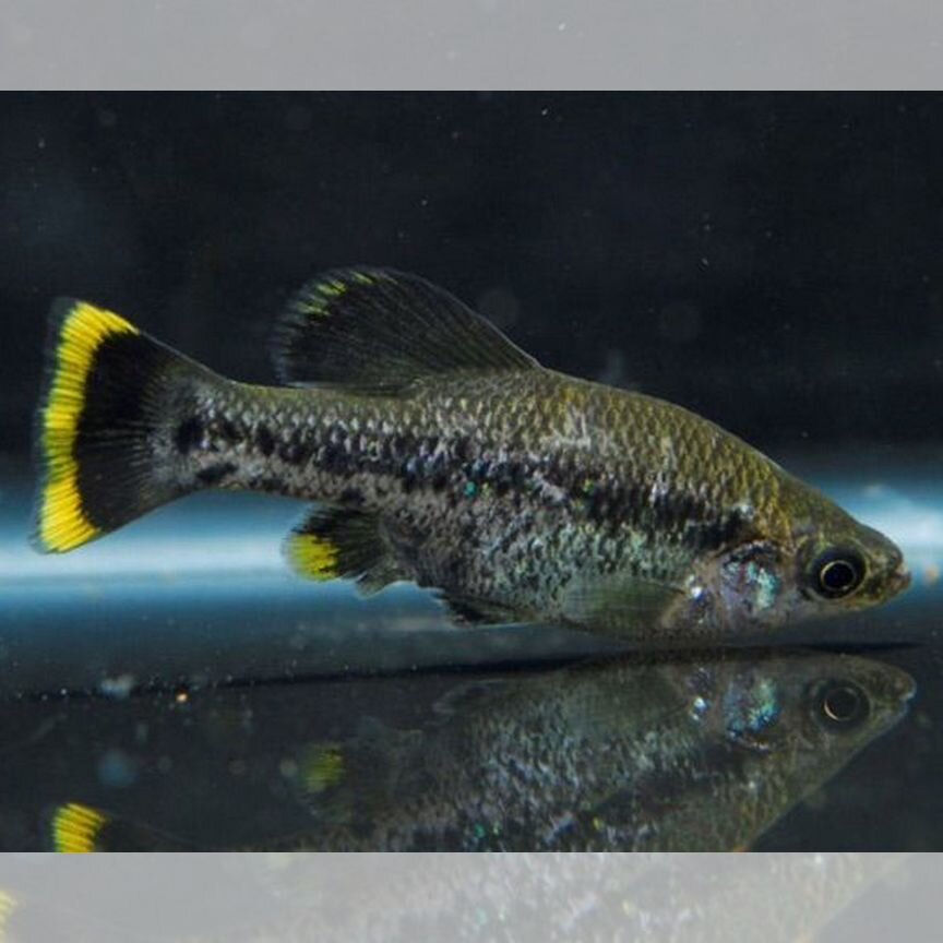 Амека глянцевая