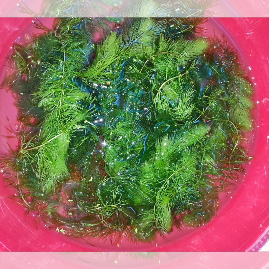 Роголистник в аквариум