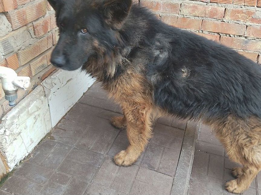 Кобель но