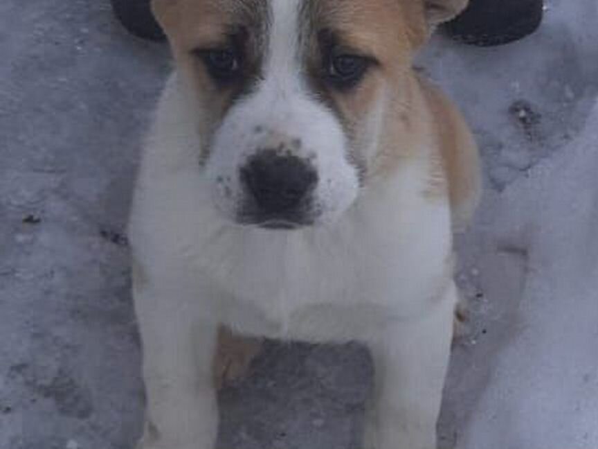 Щенки аллабая