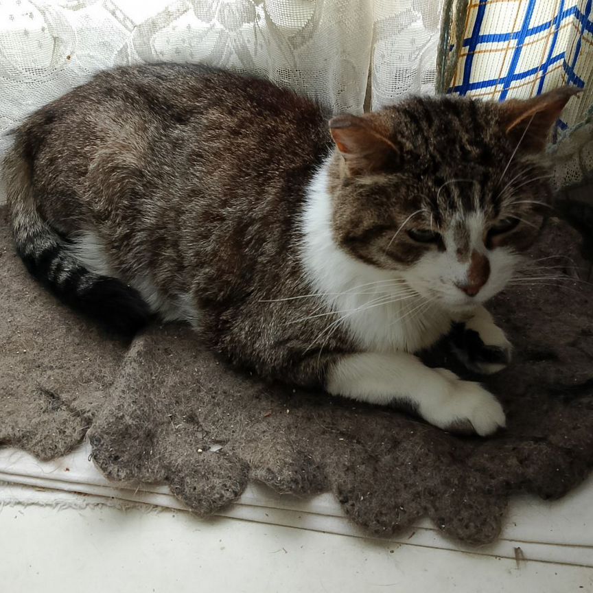 Взрослый кот в добрые руки